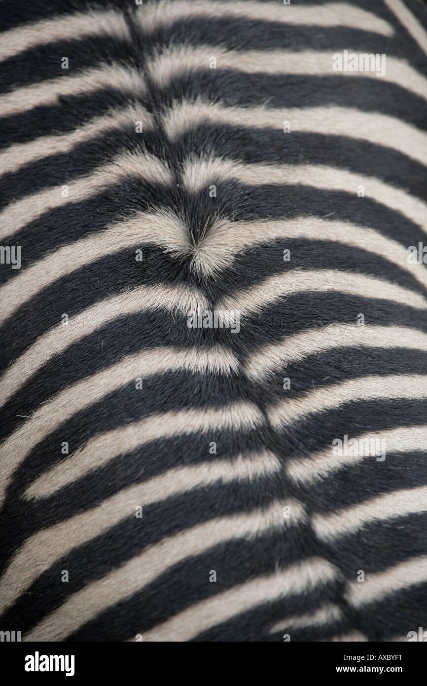 Zebra back side closeup Stock Photo - Alamy
