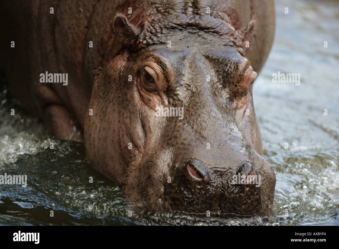 Hippo entering water - Hippopotamus amphibius Stock Photo - Alamy