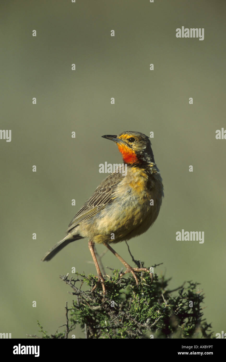 rosy-breasted longclaw (Macronyx ameliae), sitting on a bush, South ...