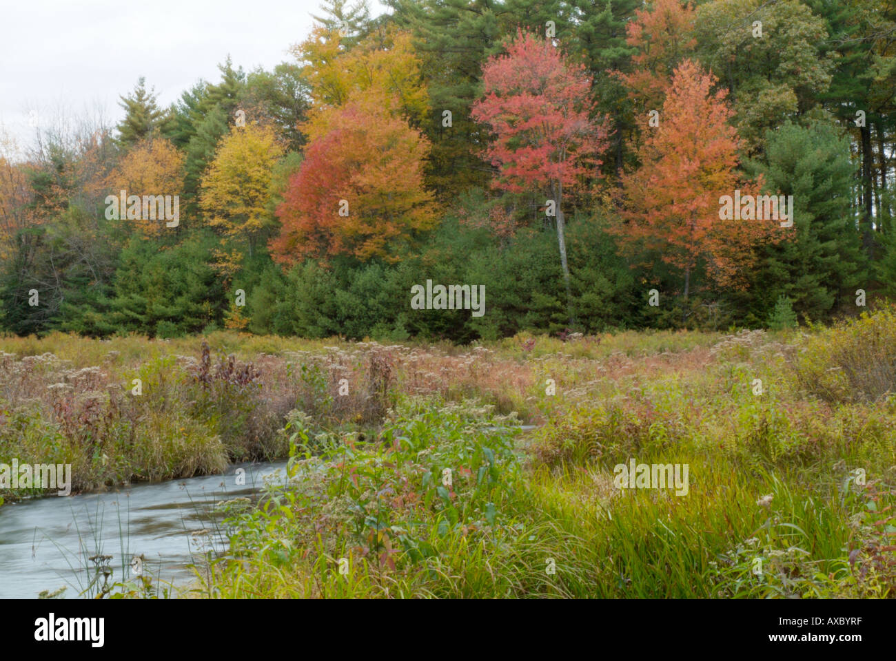 The beautiful Autumn Fall Colors around wetlands from the state of New ...