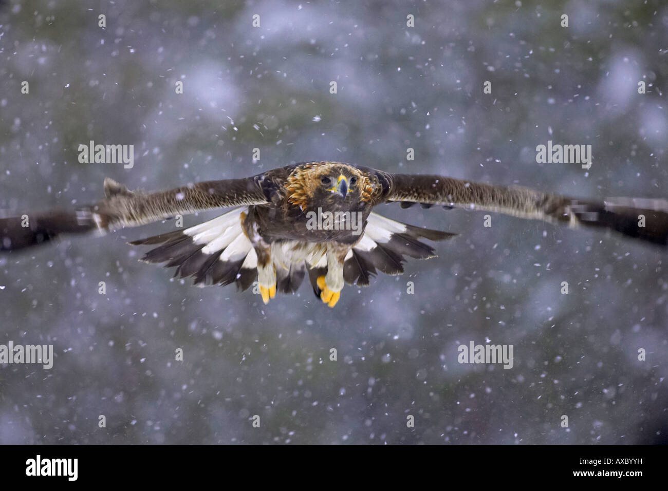 golden eagle (Aquila chrysaetos), flying at snowflake, Finland Stock ...