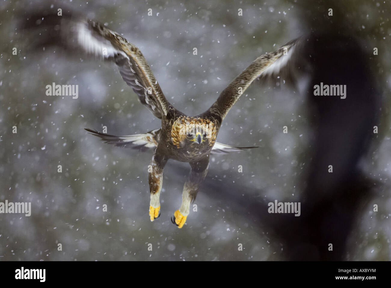 golden eagle (Aquila chrysaetos), flying at snowflake, Finland Stock ...
