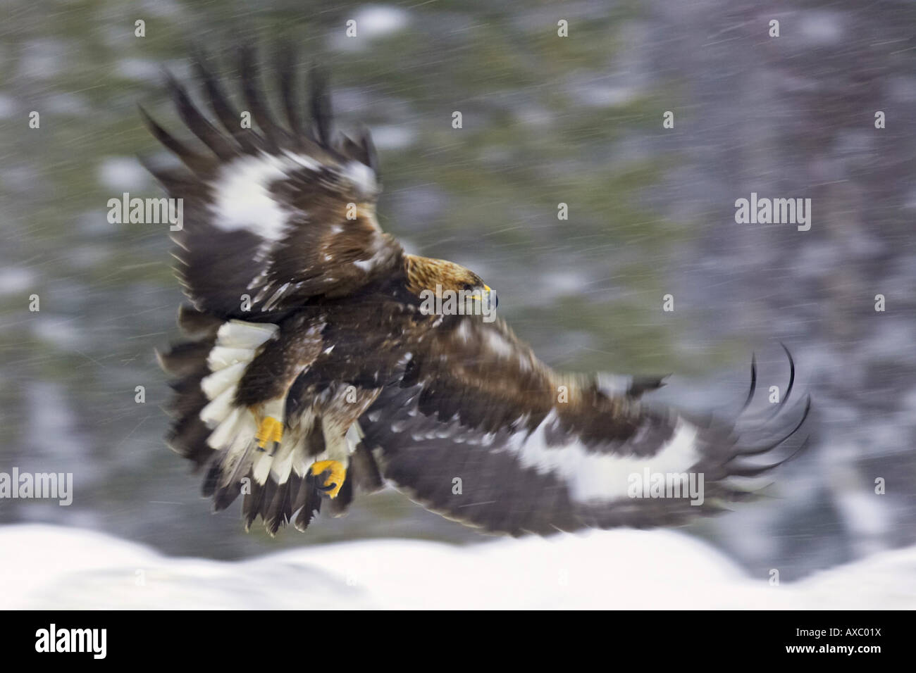 golden eagle (Aquila chrysaetos), flying at snowflake, Finland Stock ...