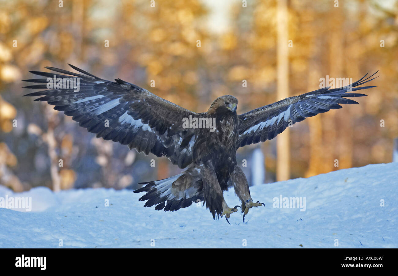 Golden eagle landing in snow hi-res stock photography and images - Alamy