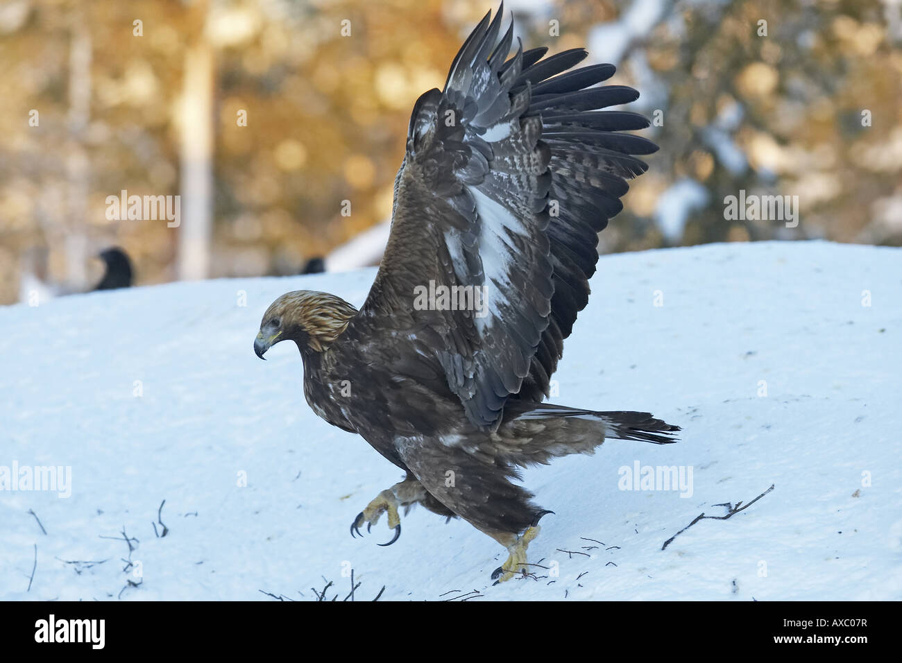 Eagle flapping wings hi-res stock photography and images - Alamy
