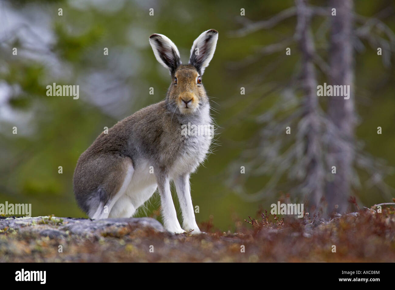arctic hare (Lepus arcticus), looking towards camera, Finland, Liminka ...
