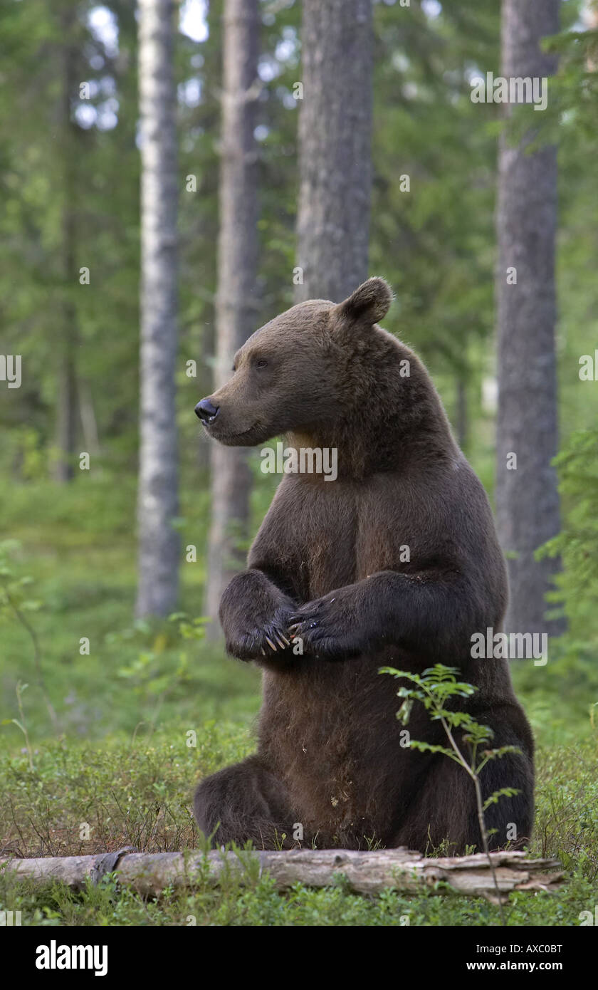 Bear sitting upright hi-res stock photography and images - Alamy