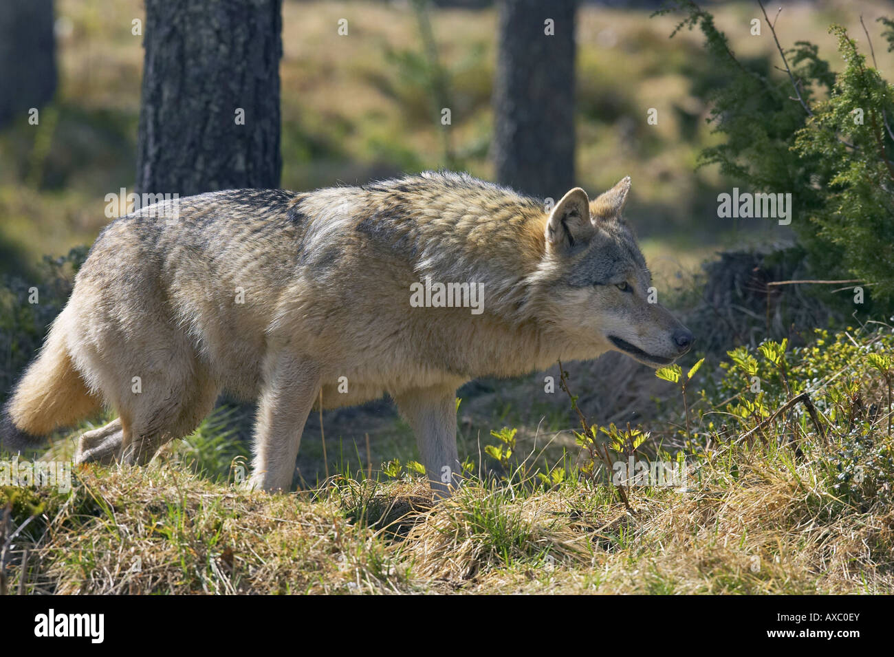 European gray wolf (Canis lupus lupus), in forest, Finland, Lapland ...