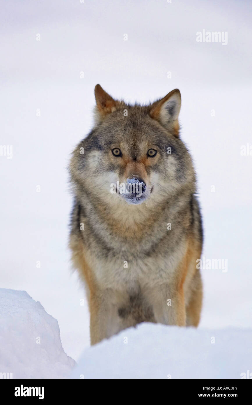 European gray wolf (Canis lupus lupus), in snow, Finland, Lapland Stock ...
