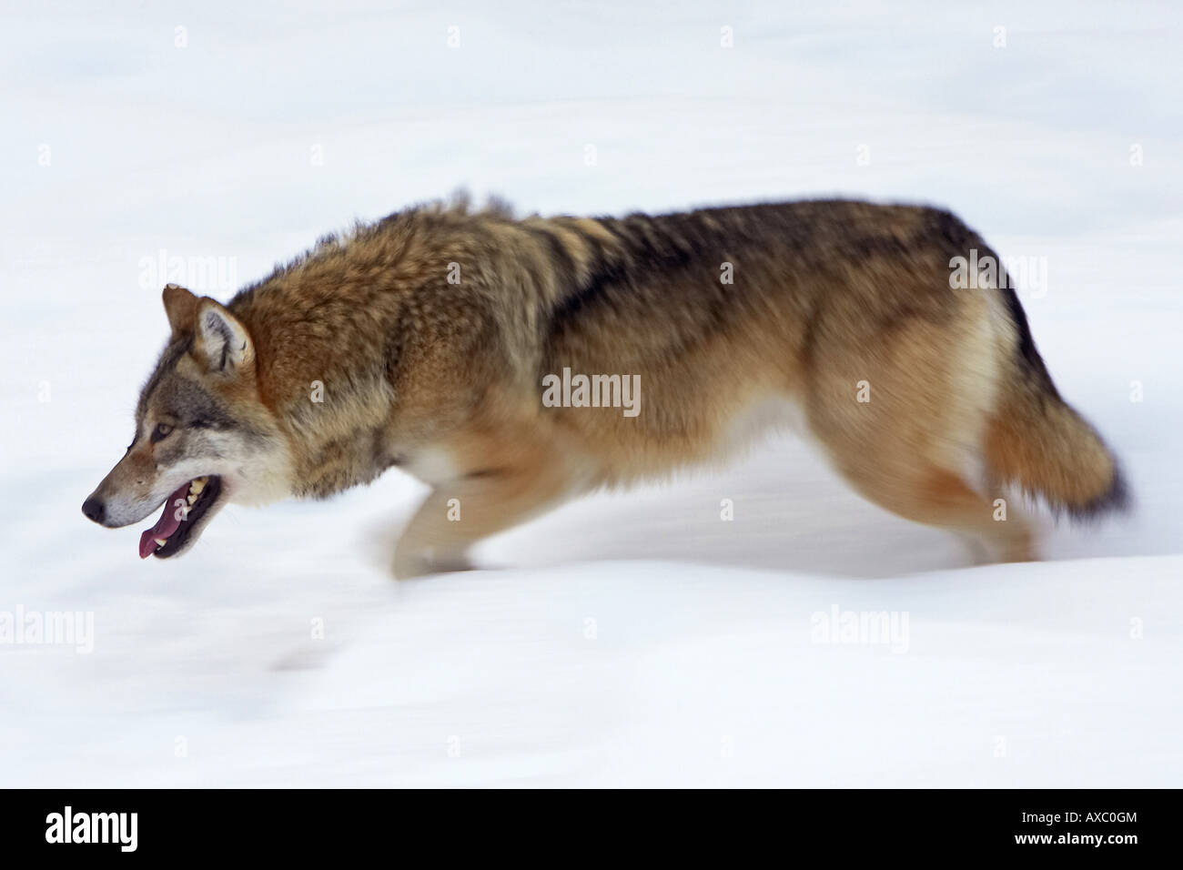 European gray wolf (Canis lupus lupus), on the feed in snow, Finland ...
