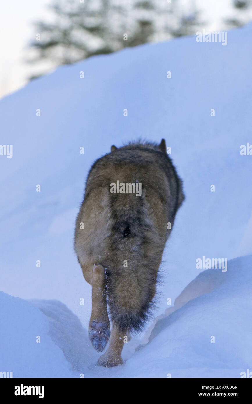 European gray wolf (Canis lupus lupus), back view in snow, Finland ...