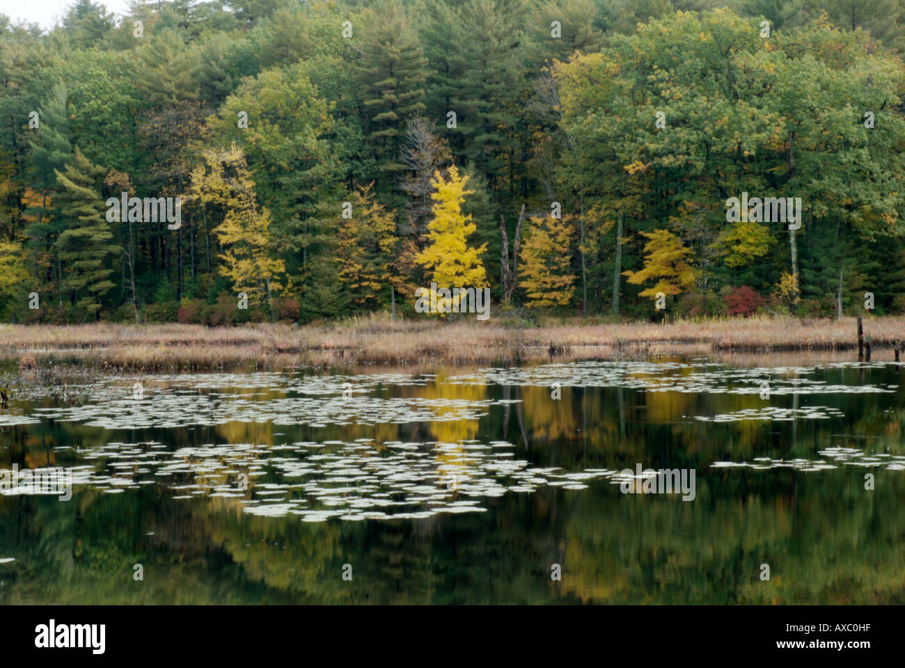 The beautiful Autumn Fall Colors around wetlands from the state of New ...