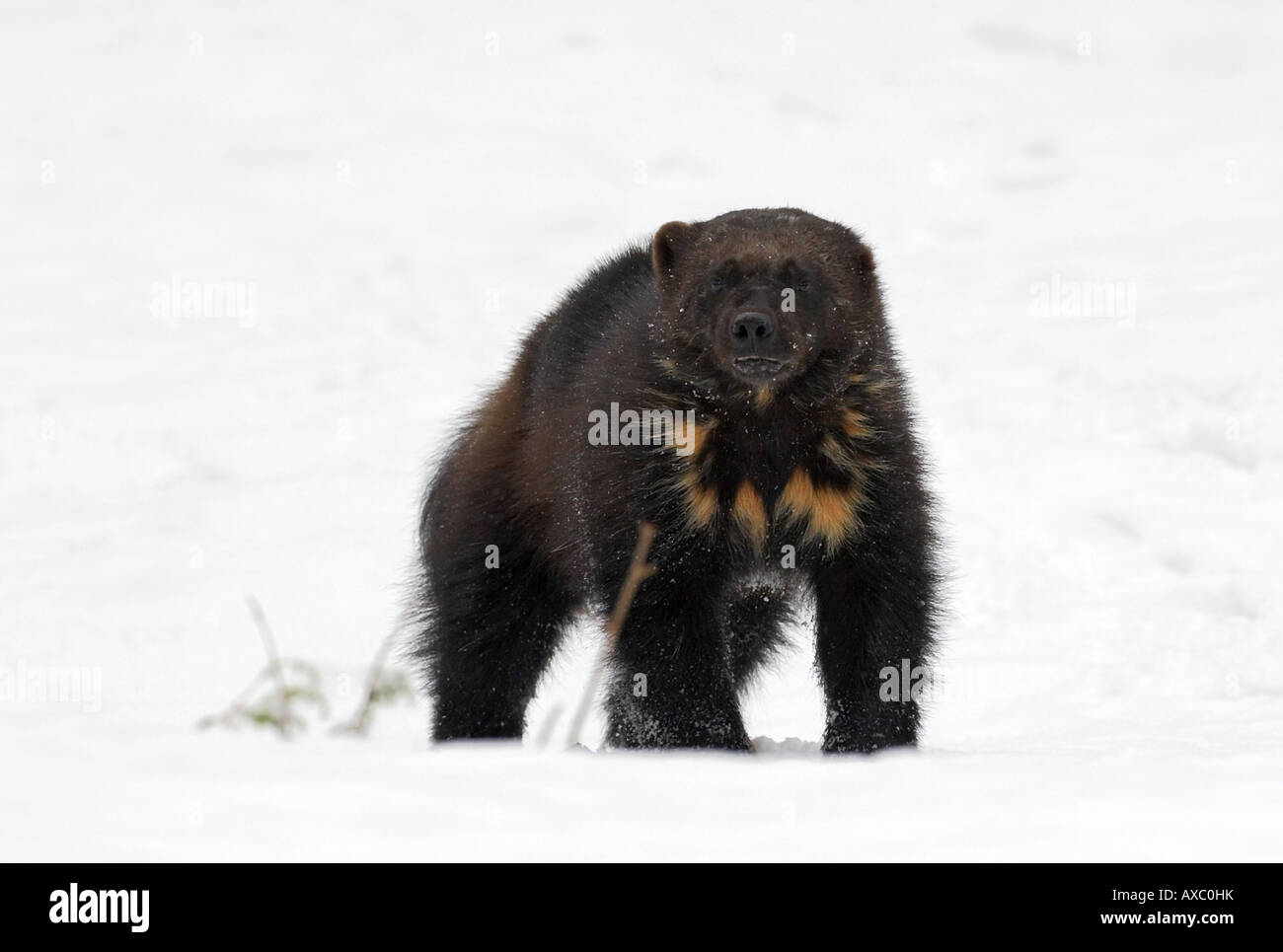 Wolverine gulo gulo in snow hi-res stock photography and images - Alamy