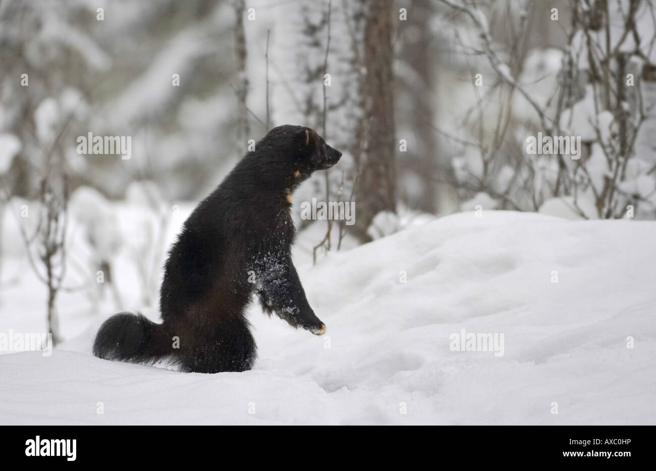 Wolverine gulo gulo in snow hi-res stock photography and images - Alamy
