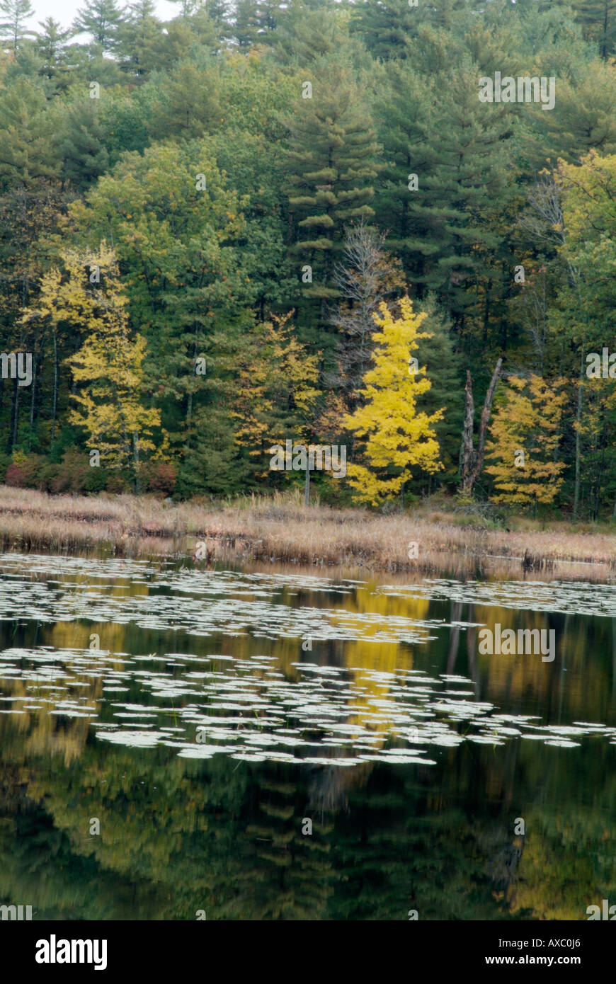 Reflections of autumn in a small pond Stock Photo - Alamy