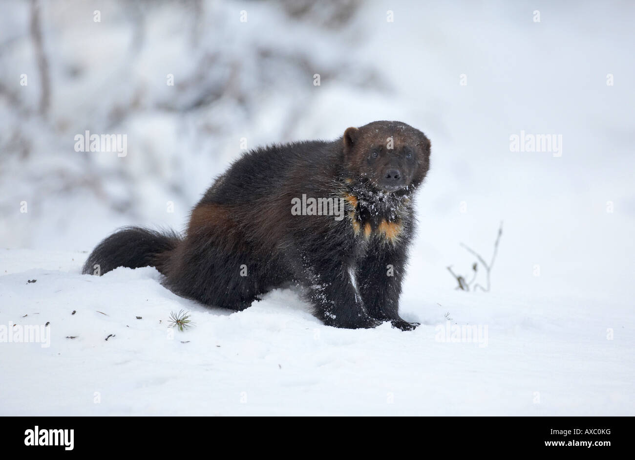 wolverine (Gulo gulo), sitting in snow, Finland, Kuhmo Stock Photo - Alamy