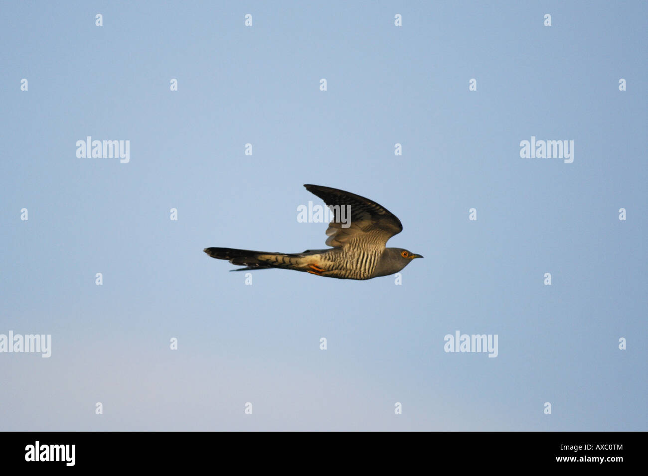 Eurasian cuckoo (Cuculus canorus), flying Stock Photo - Alamy