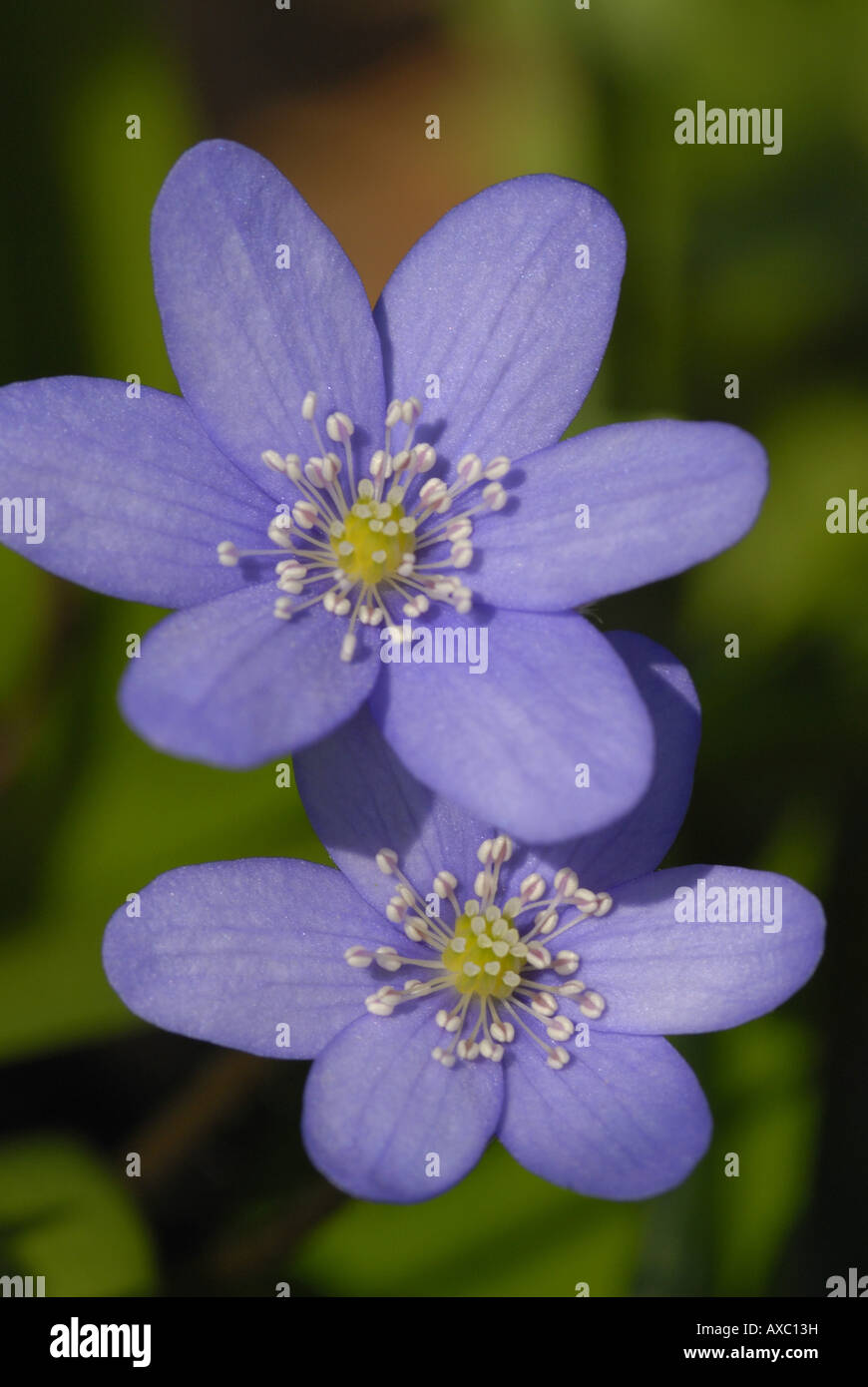hepatica liverleaf, American liverwort (Hepatica nobilis), two flowers ...