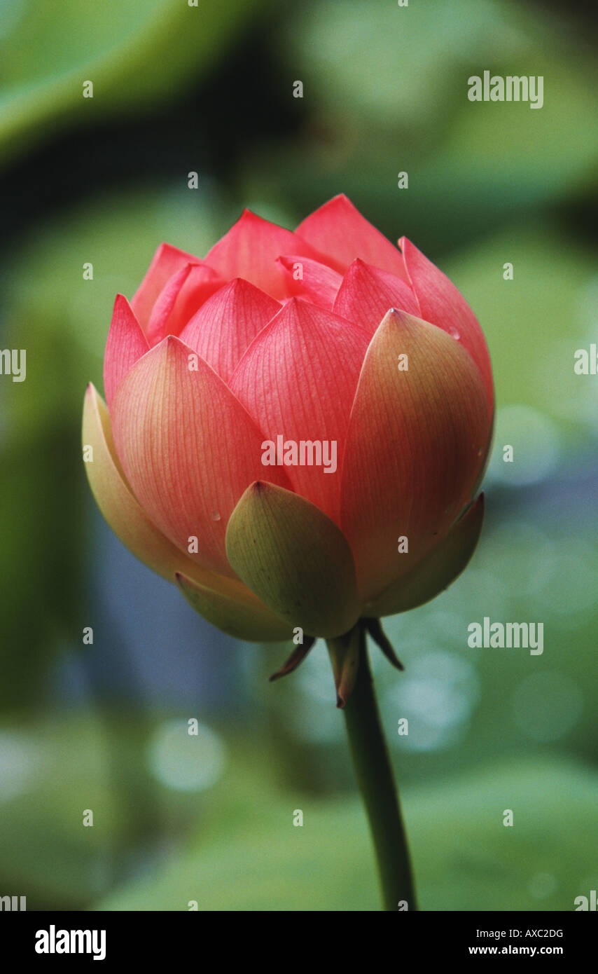 Lateral bud hi-res stock photography and images - Alamy