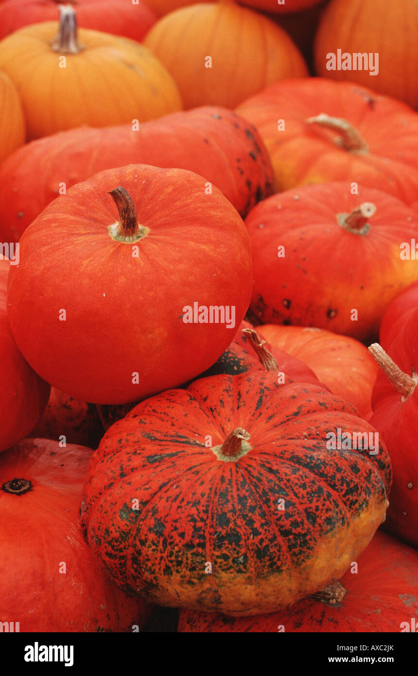 marrow, field pumpkin (Cucurbita pepo), orange pumpkins, Germany Stock ...