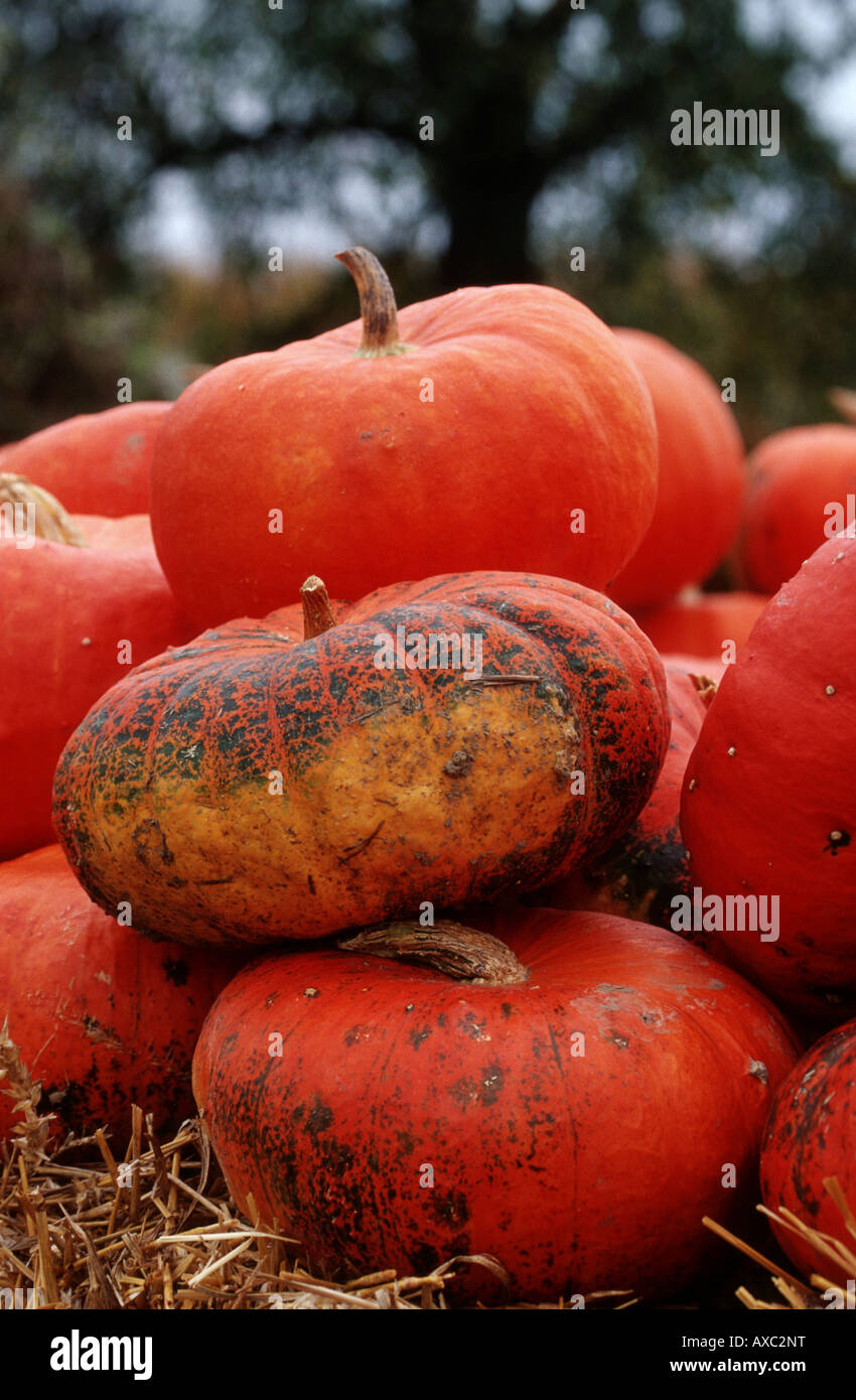 Pumkins cucurbita pepo pepo hi-res stock photography and images - Alamy