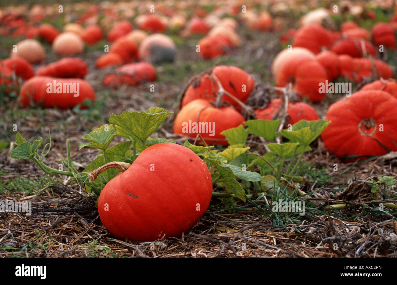 Pumkin eatable hi-res stock photography and images - Alamy