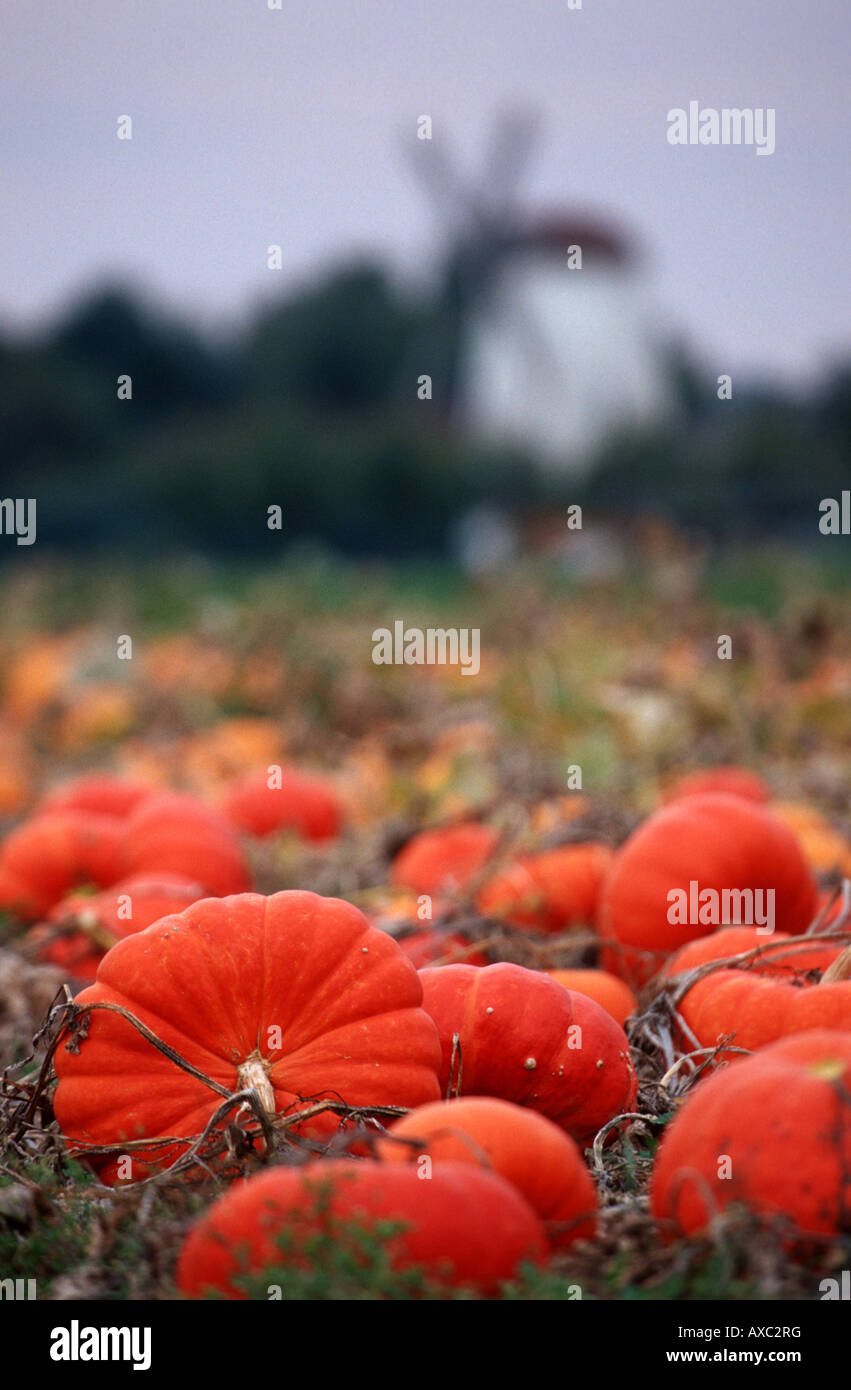 Pumkin field hi-res stock photography and images - Alamy