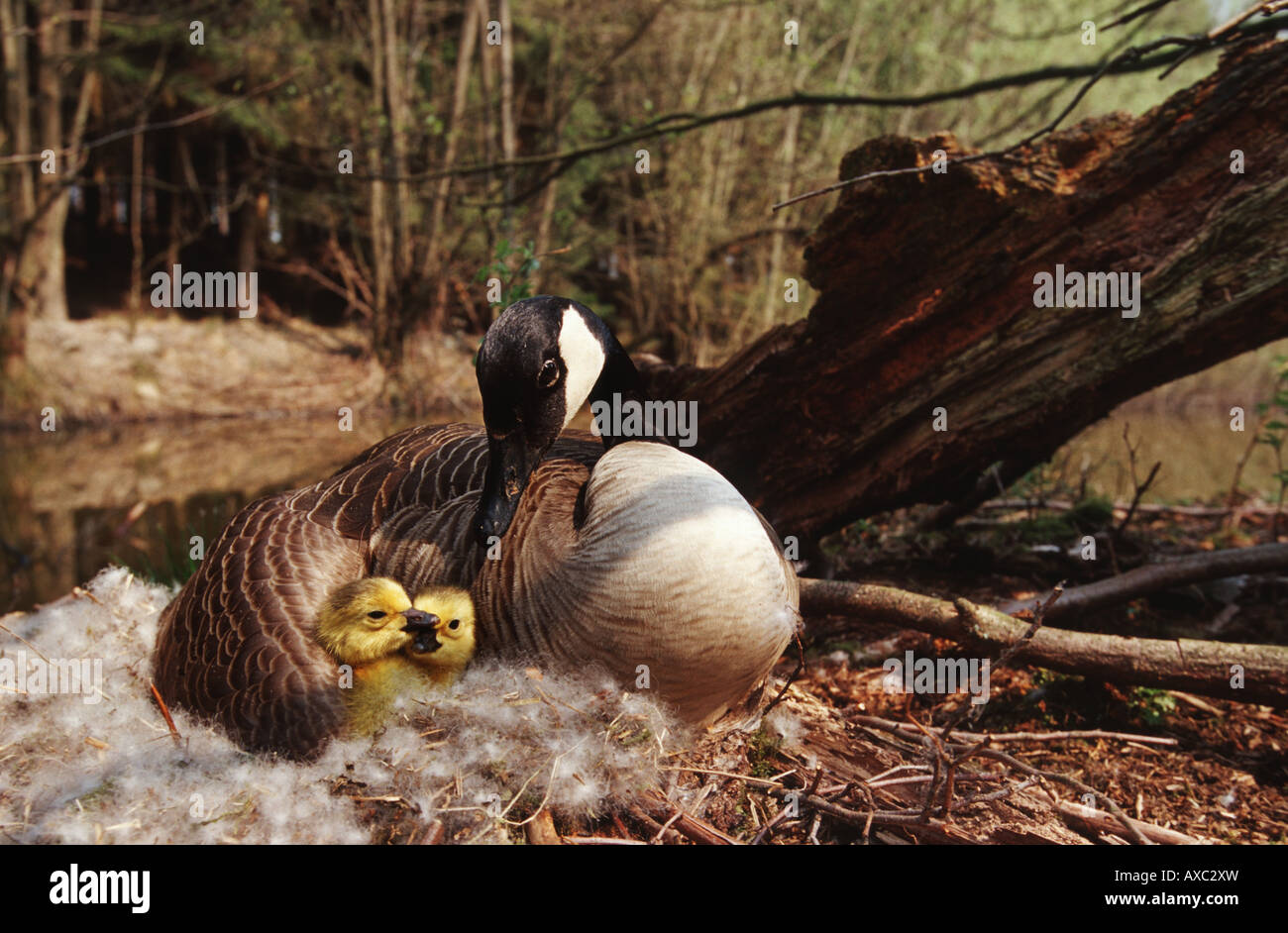 Dead canada geese hi-res stock photography and images - Alamy