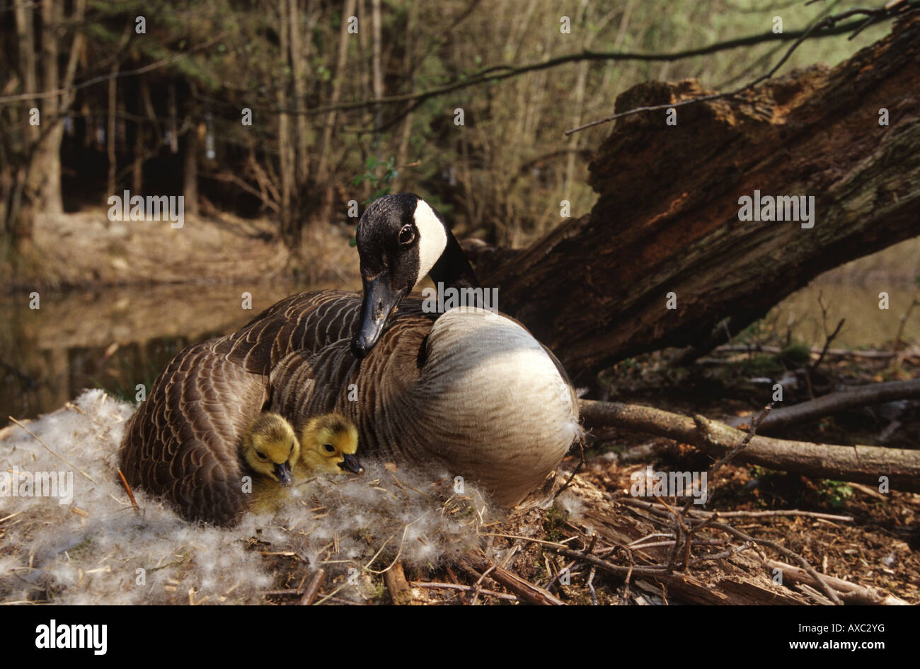 Dead canada geese hi-res stock photography and images - Alamy