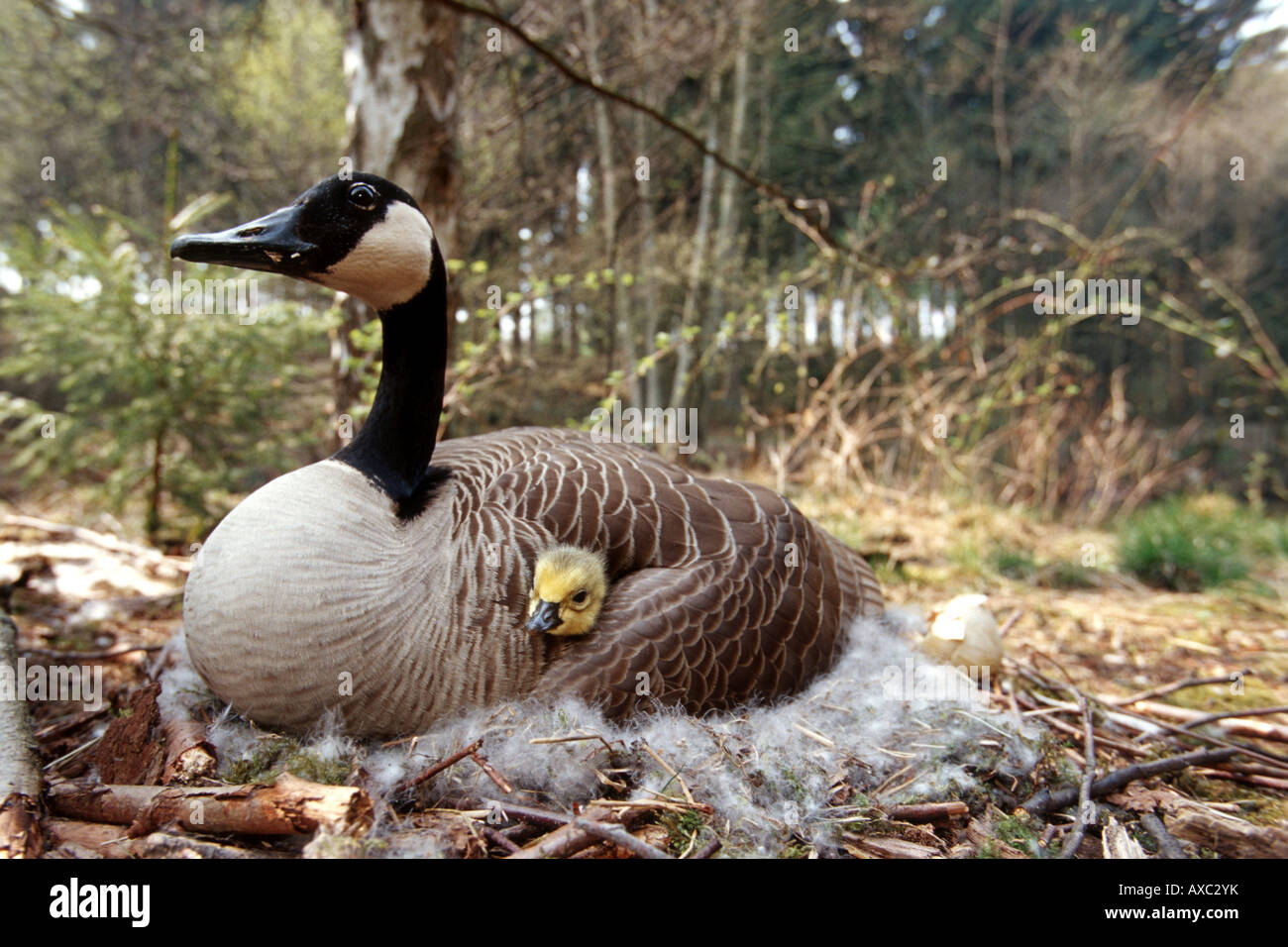 Dead canada geese hi-res stock photography and images - Alamy