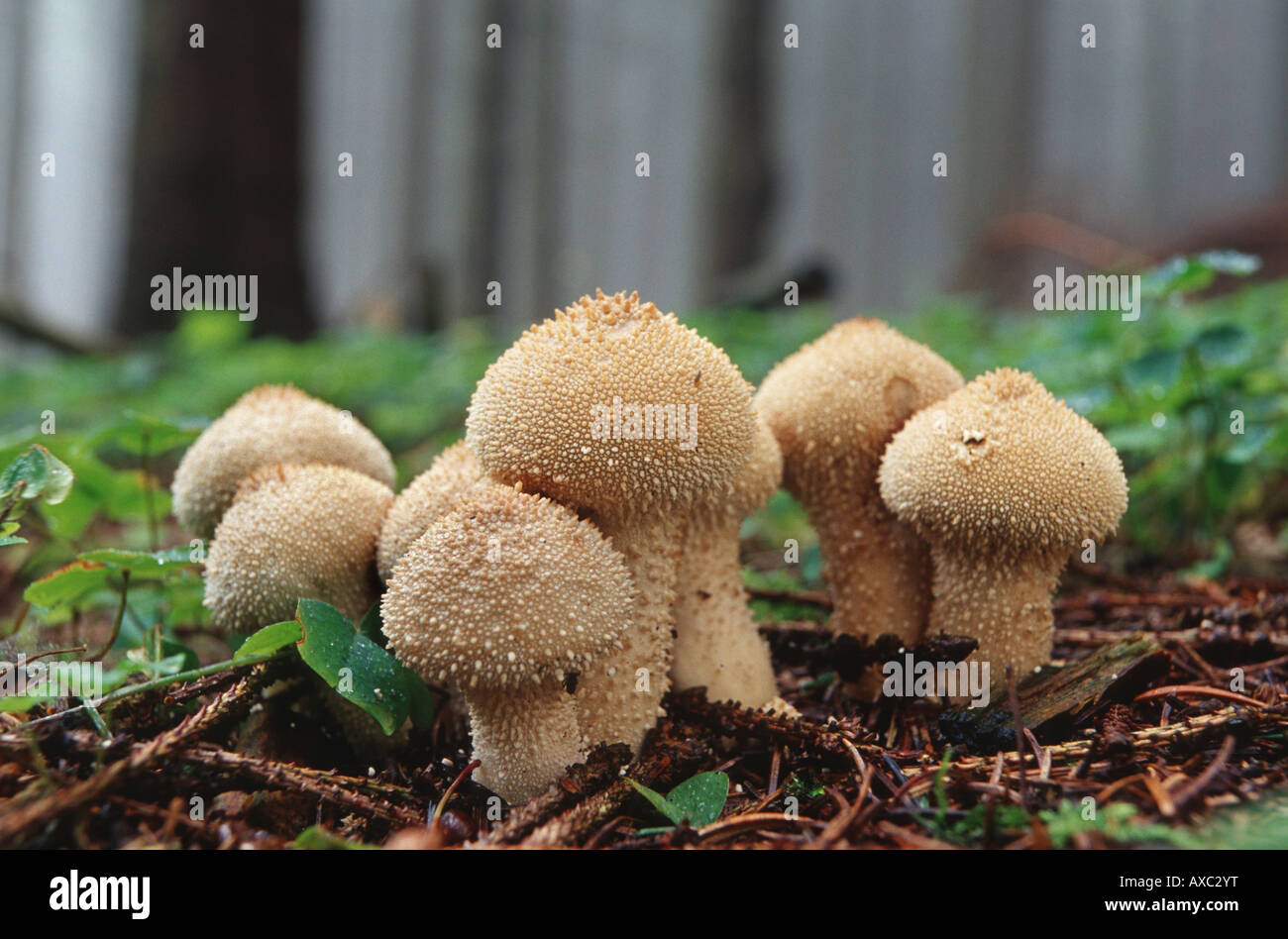 Lycoperdon ground view hi-res stock photography and images - Alamy