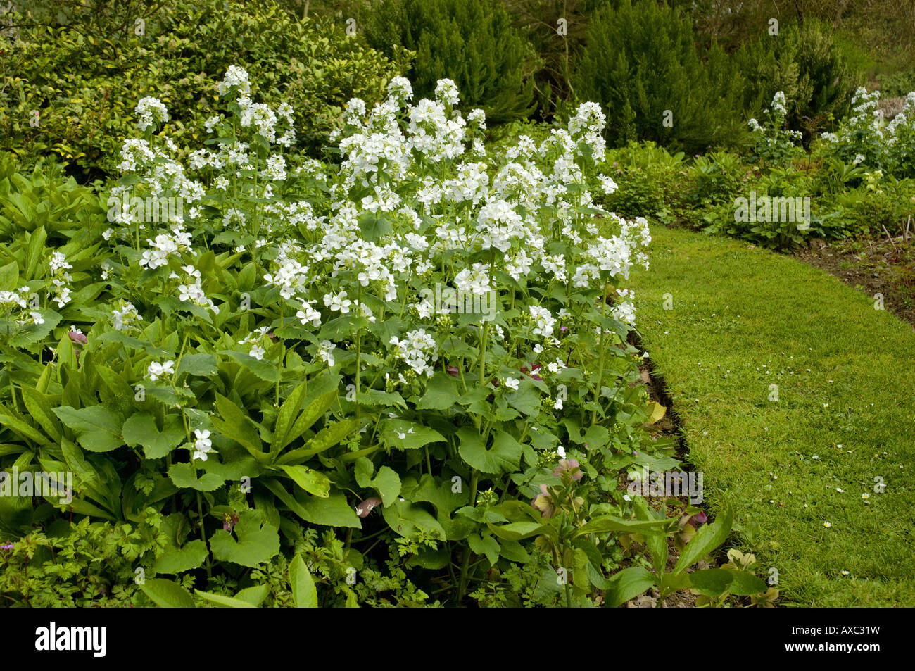 dame's-rocket, dame's-violet, garden rocket, Dame's rocket (Hesperis ...
