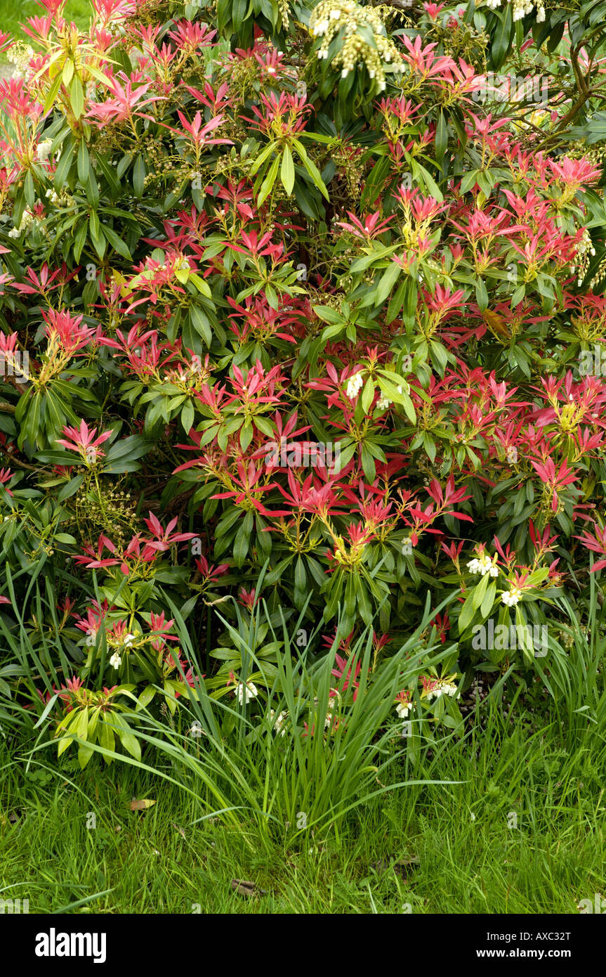 Japanese pieris (Pieris japonica), blooming shrub Stock Photo - Alamy