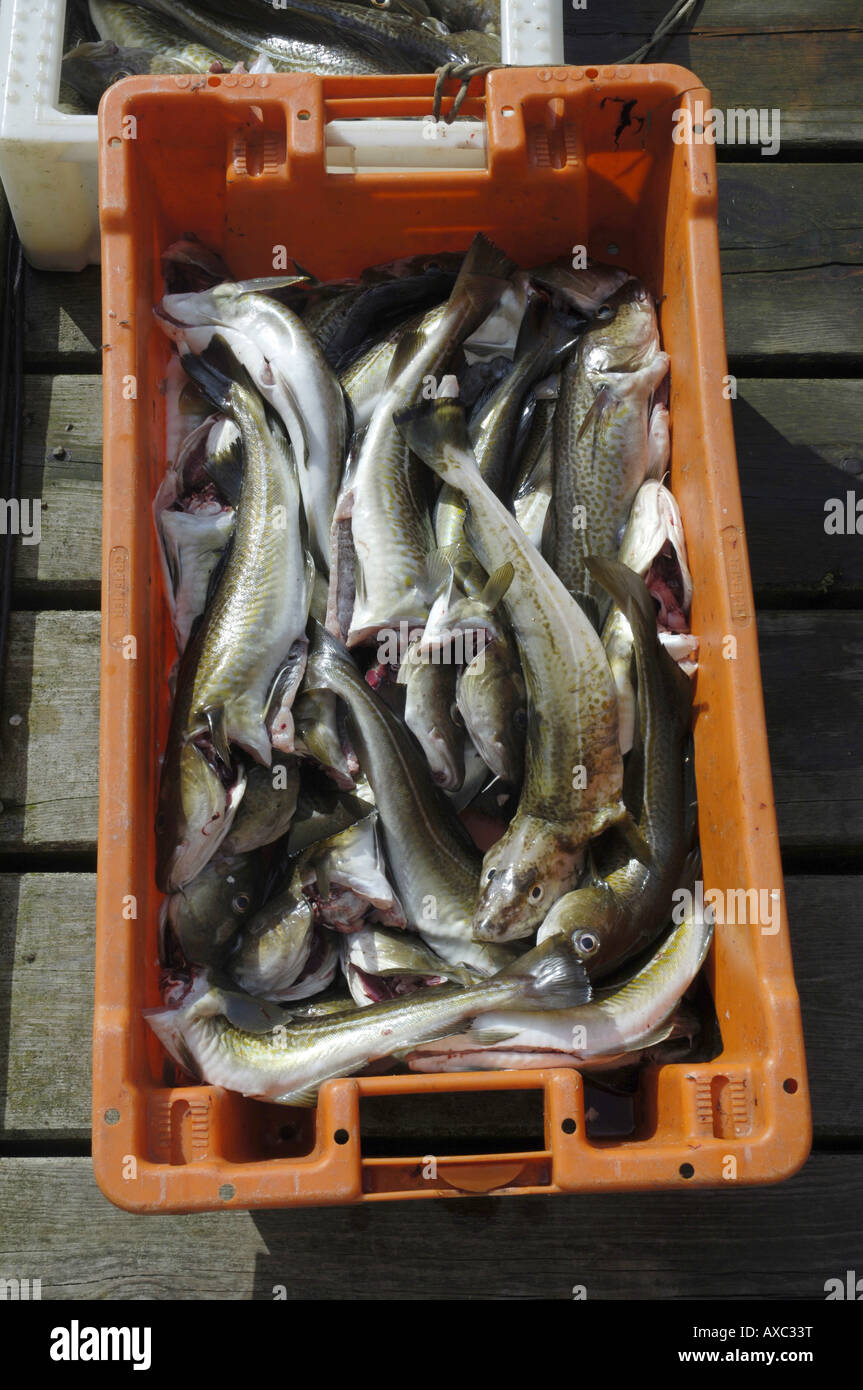 cod, Atlantic cod, codling (Gadus morhua), caught and gutted fishes ...