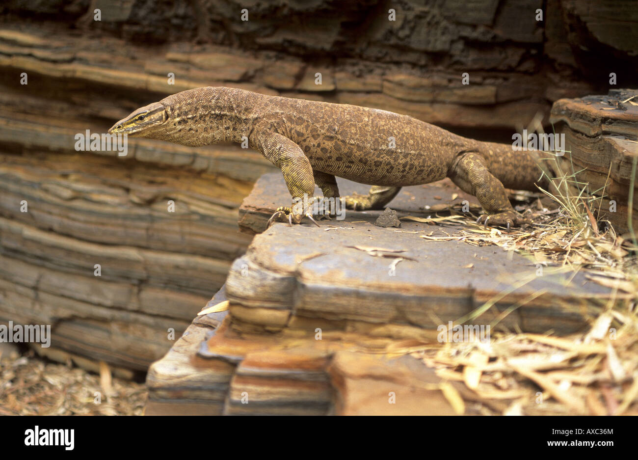 Perentie, monitor lizard, goanna (Varanus giganteus), perenty in Dales ...
