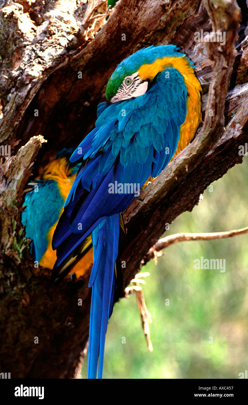 Blue and Gold Macaw Stock Photo - Alamy