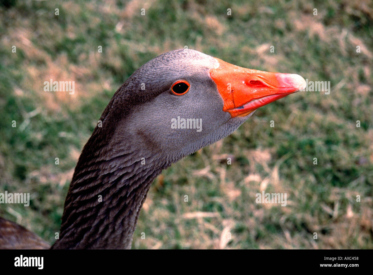 Largest grey goose hi-res stock photography and images - Alamy