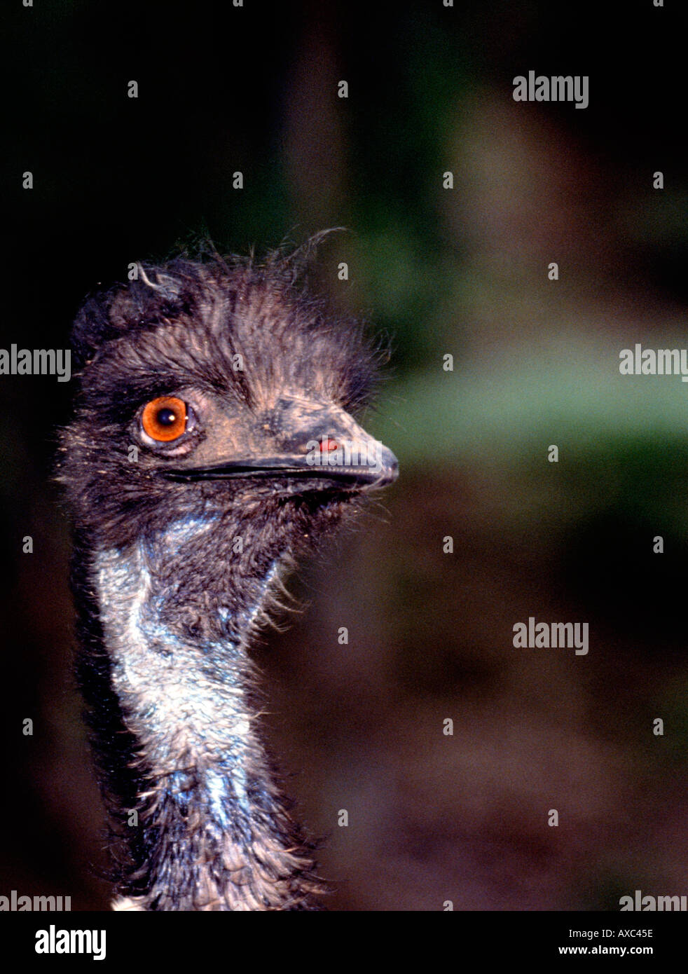 Spotted emu hi-res stock photography and images - Alamy