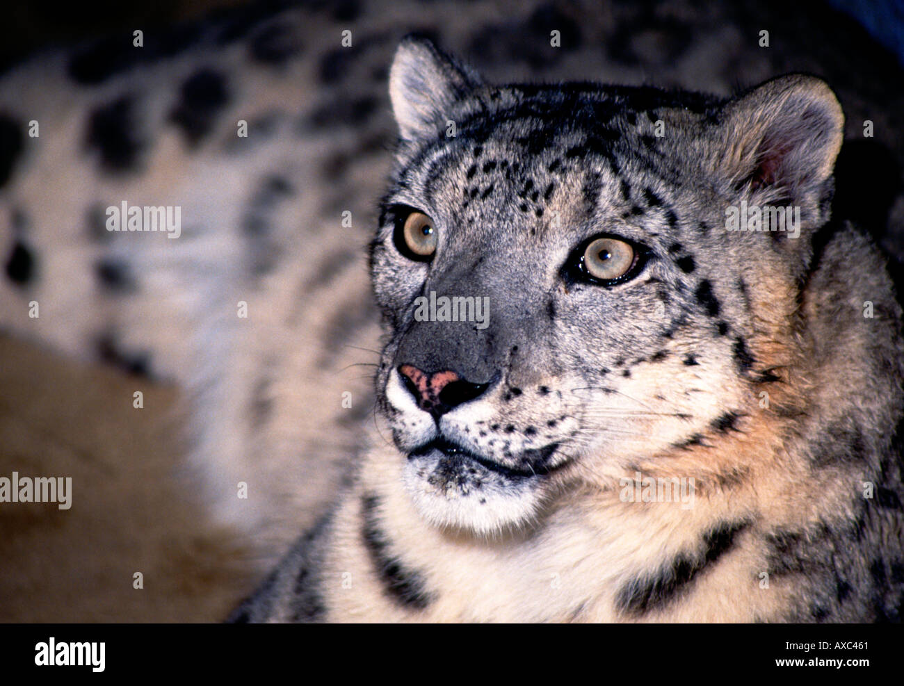 Dramatic leopard hi-res stock photography and images - Alamy