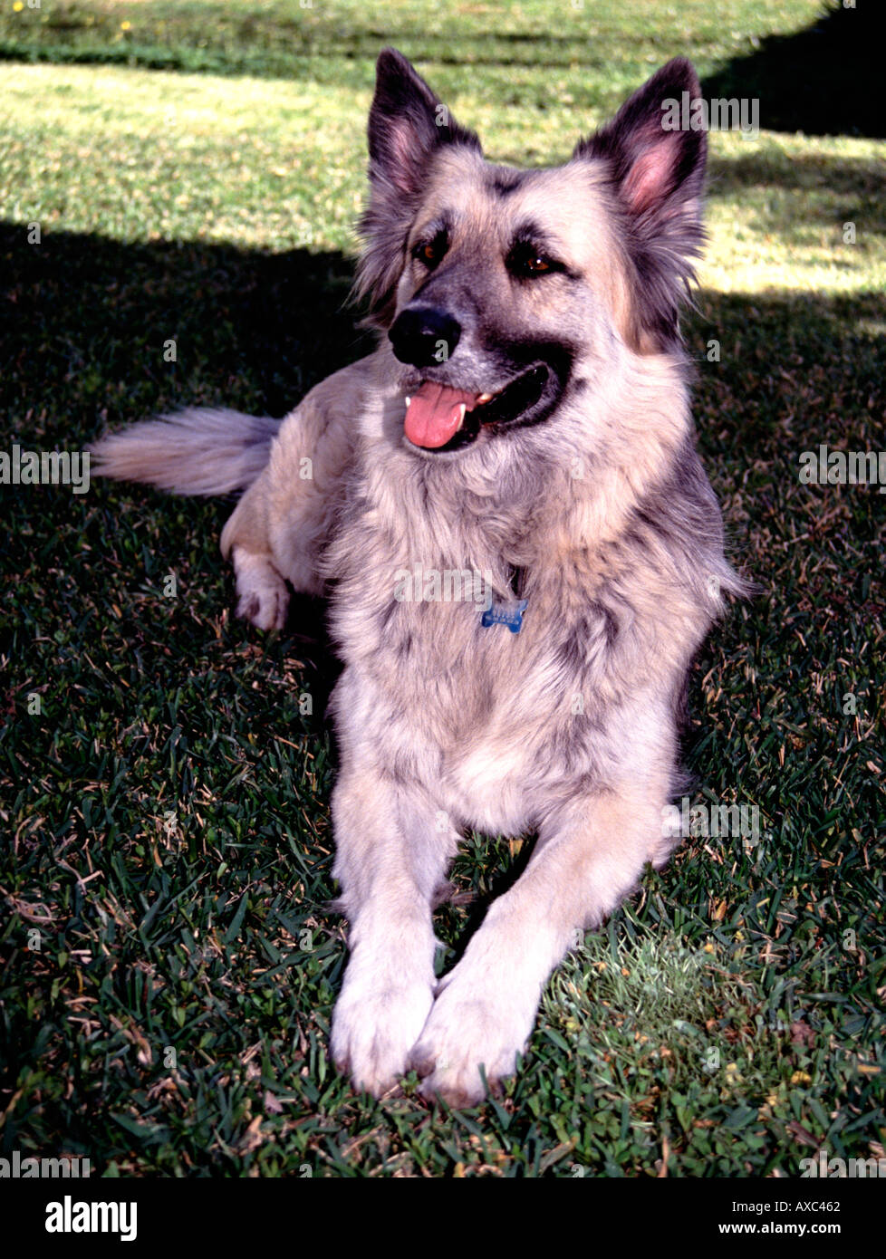Seeing eye dog german shepherd hi-res stock photography and images - Alamy