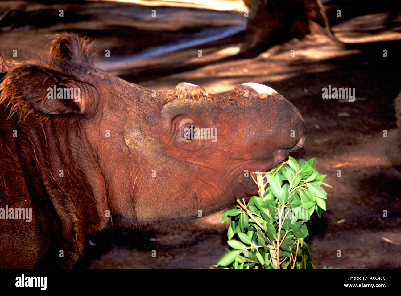 Hairy rhino hi-res stock photography and images - Alamy