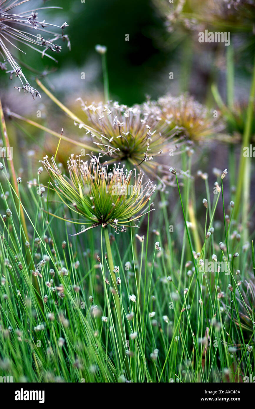 Fiber Optic Plant High Resolution Stock Photography and Images - Alamy