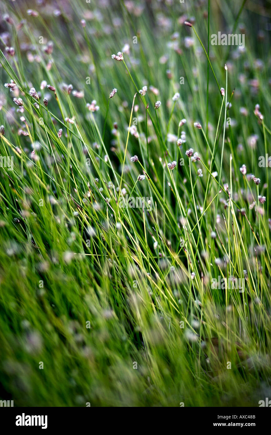 Green Fiber Optic Plant Stock Photo - Alamy
