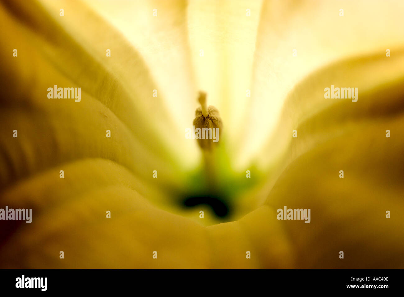 Angels trumpet of death hi-res stock photography and images - Alamy