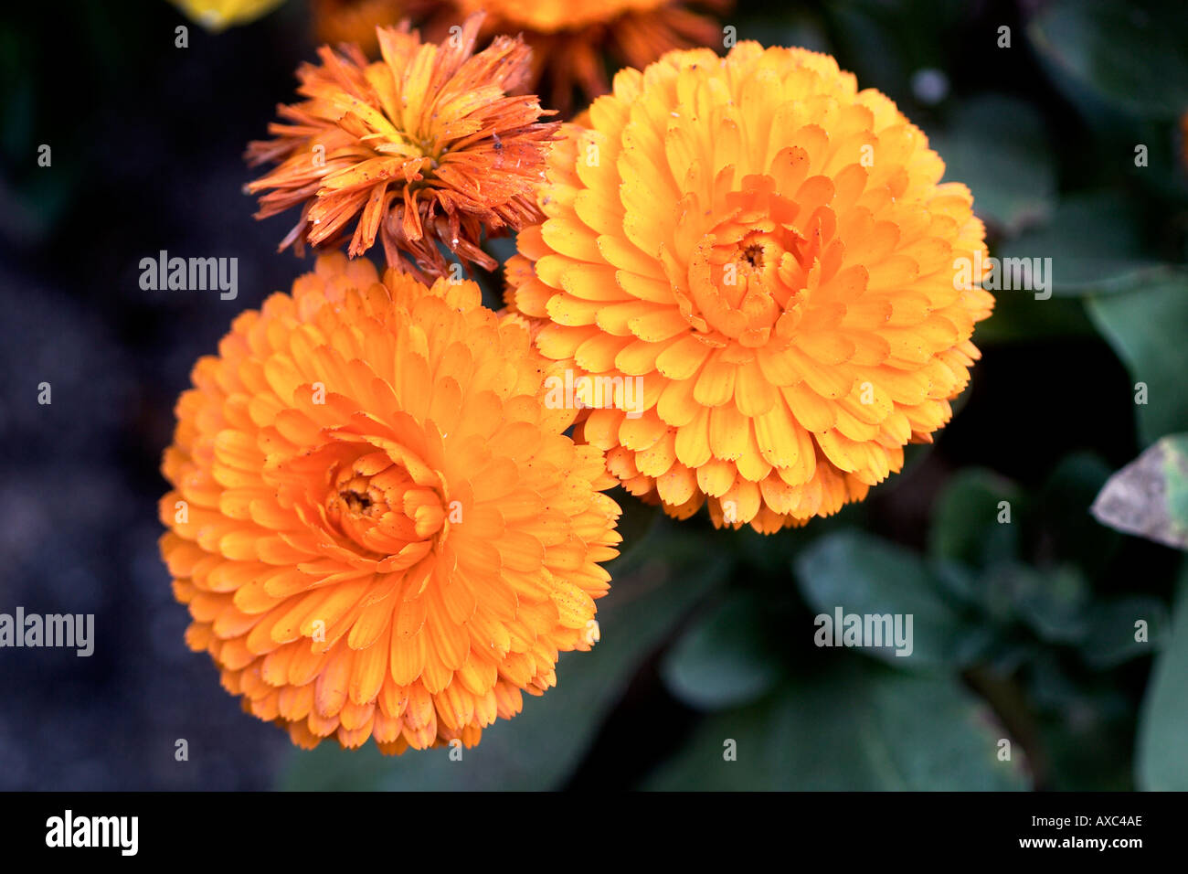 Daisy path walkway hi-res stock photography and images - Alamy