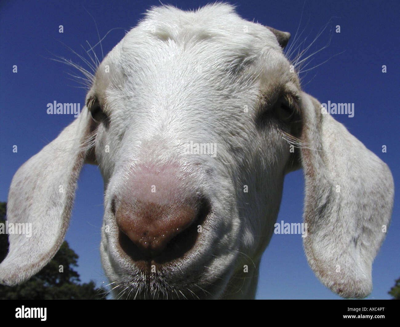 domestic sheep (Ovis ammon f. aries), portrait Stock Photo - Alamy