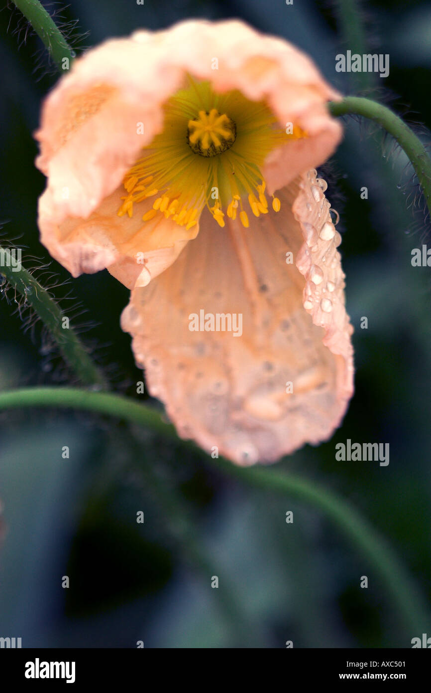 Peach poppy hi-res stock photography and images - Alamy