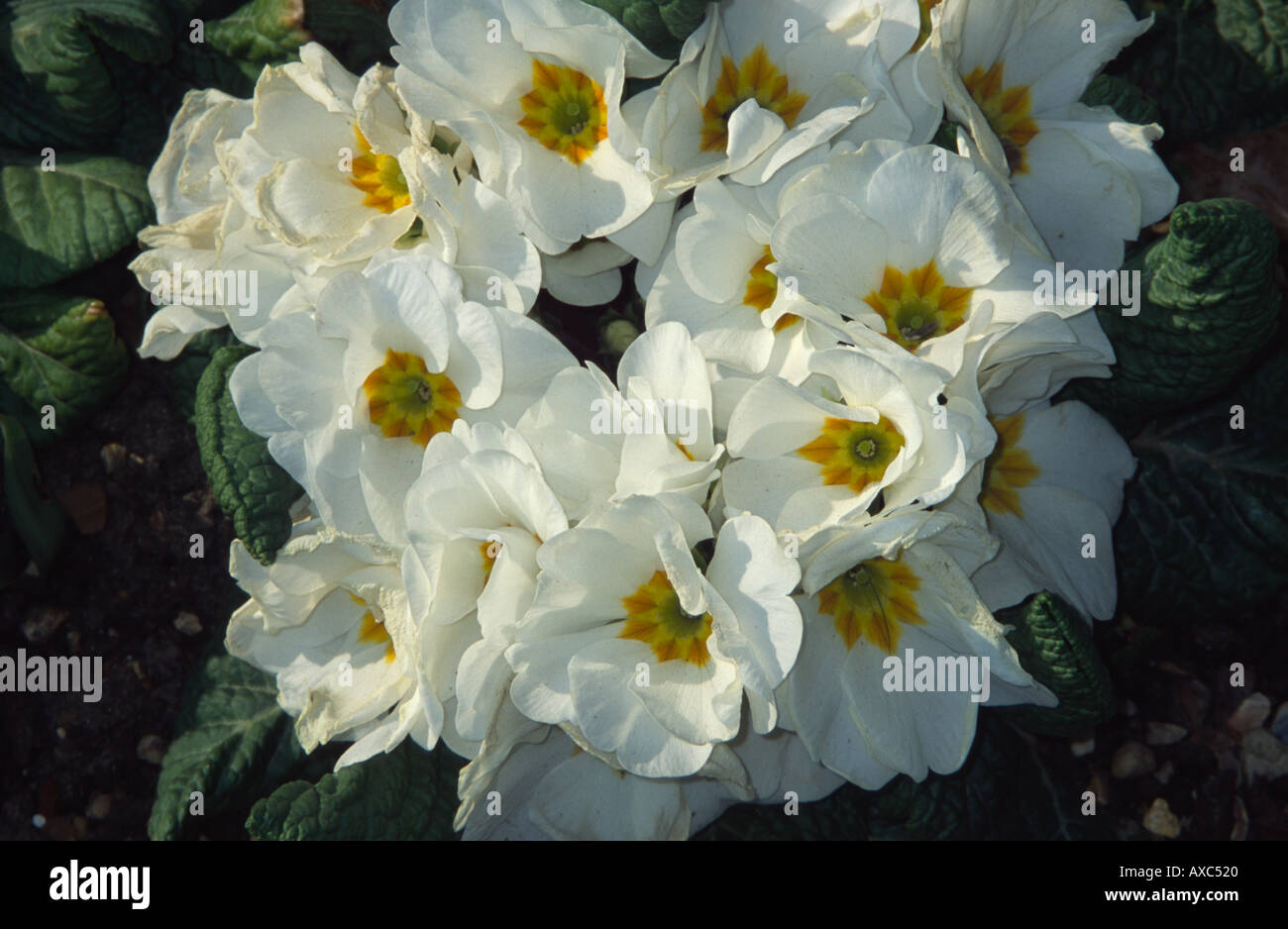 Primula husky white, Bath Spa, Somerset, UK Stock Photo - Alamy