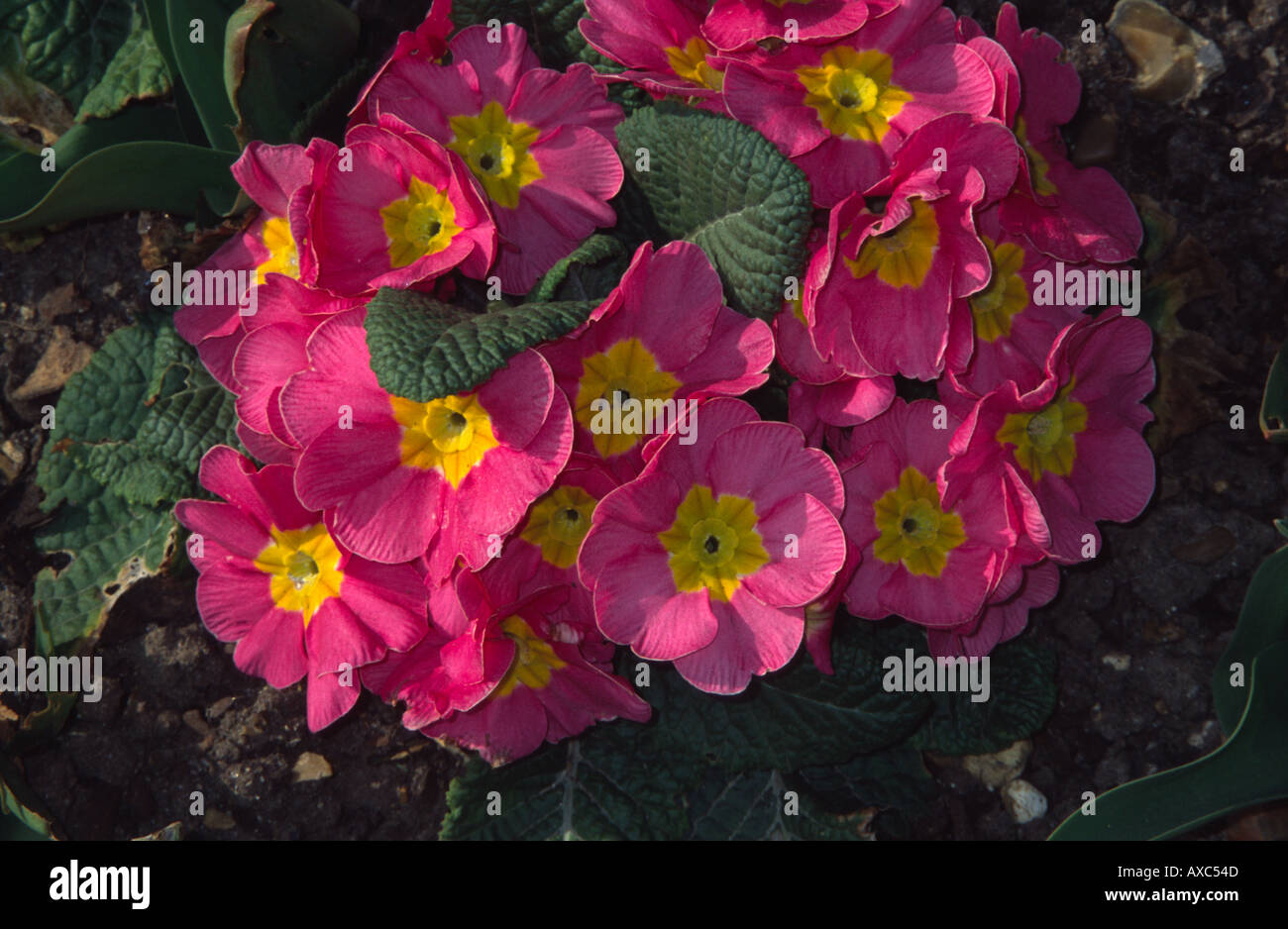Primula husky rose, London, UK Stock Photo - Alamy