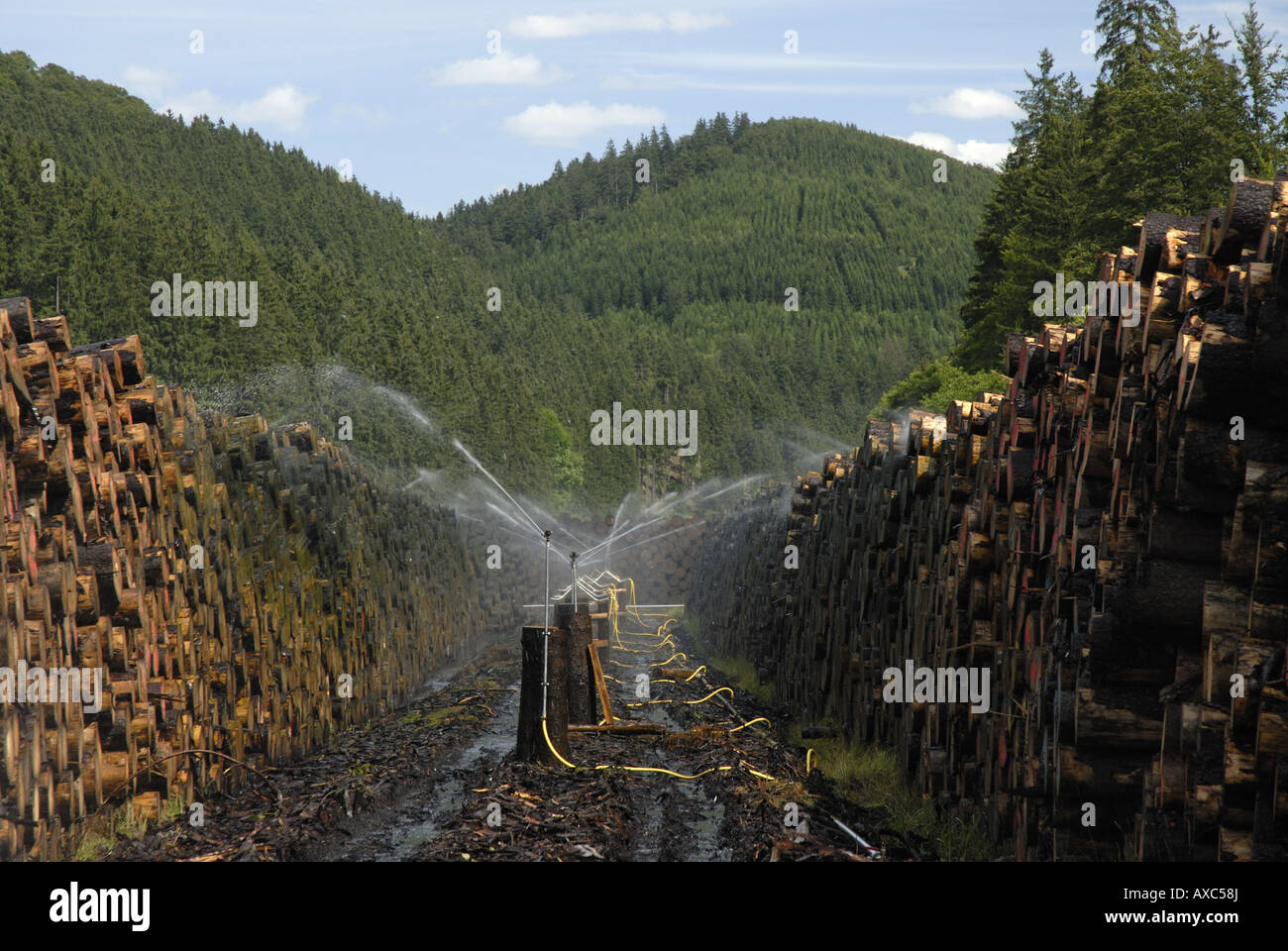 timber yard in the Sauerland, Germany, North Rhine-Westphalia Stock ...